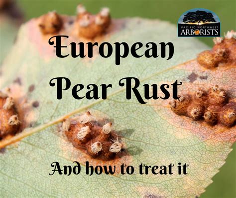 Image result for Pear Rust Cycle