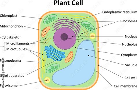 Structure of a plant cell. Plant cell organelles. Diagram. Stock ...
