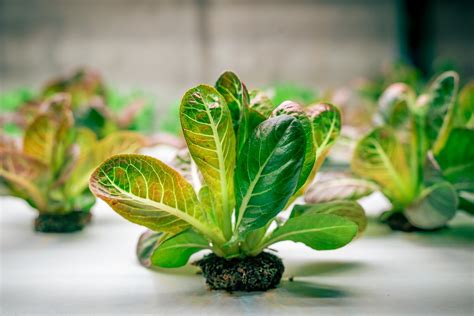 Image result for Very Small Farm Setup