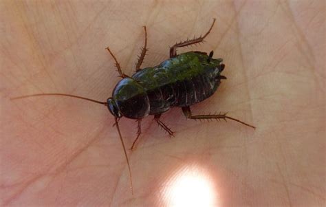 Image result for Water Bug Cockroach