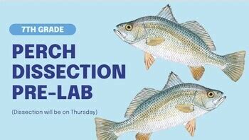 Image result for Perch Fish Dissection