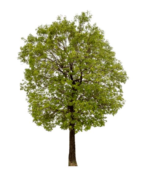 Image result for Tree Transparent Background