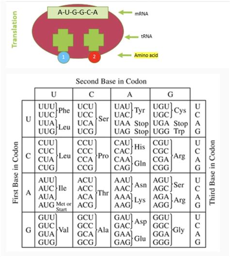 Image result for Amino Acid Codon Chart Tutorial