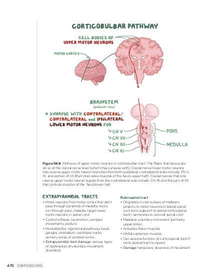 Image result for Extrapyramidal Cortex