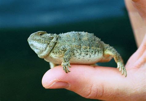 Image result for Most Beautiful Lizard