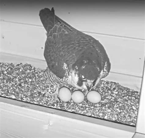 Image result for Falcon Box File Large