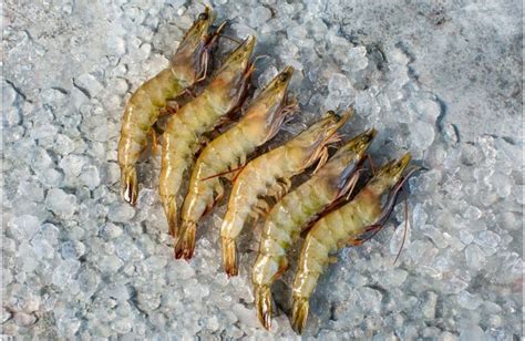 Image result for How to Cook Prawns in Shell