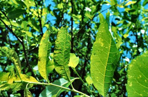 Image result for Willow Tree Rust