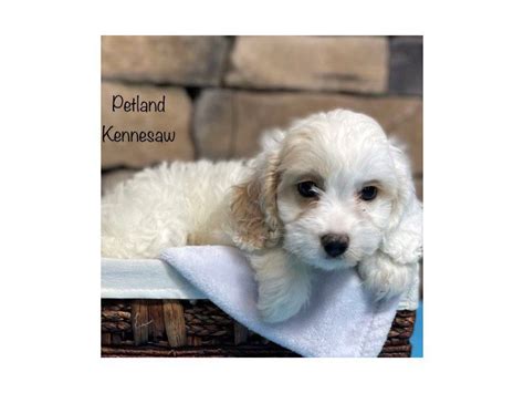 Image result for Male Cavapoo