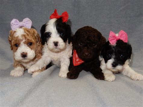 Image result for Cockapoo Breeders
