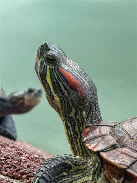 Image result for Red Ear Slider Turtle