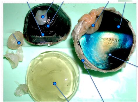 Image result for Cow Eye Dissection