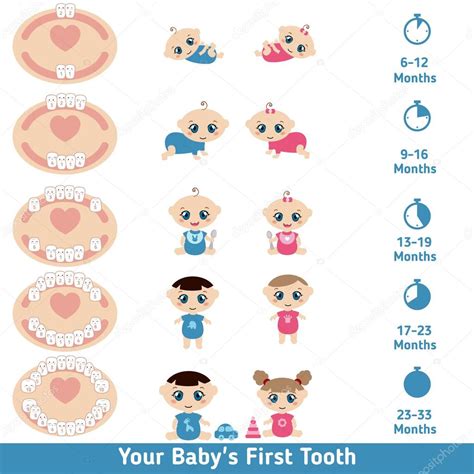 Image result for Teething Chart