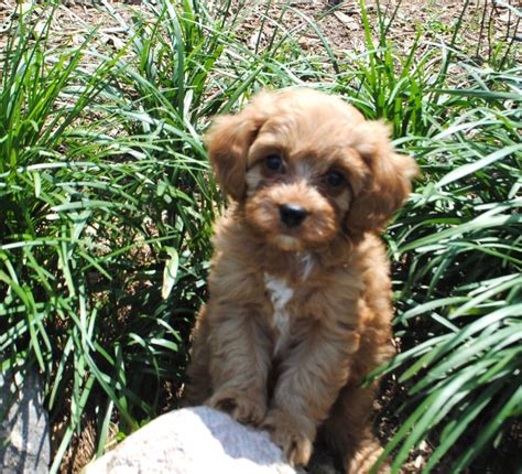 Image result for Red Cavapoo Puppies