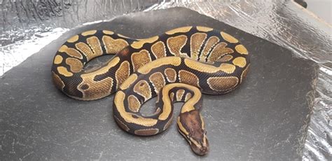 Image result for Regular Ball Python