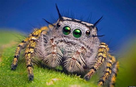 Image result for Insects Animals List