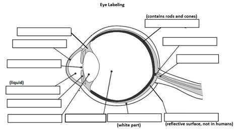 Cow Eye Dissection & Parts of the Eye Diagram | Quizlet