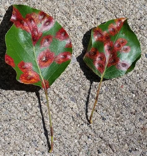 Image result for Pear Tree Trellis Rust