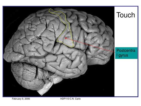 Image result for Perceptual Development Definition