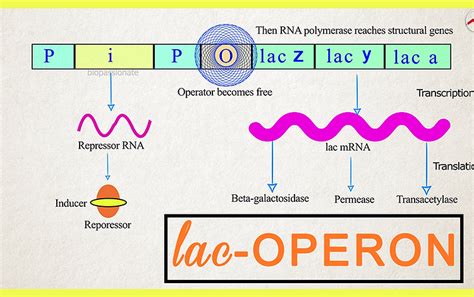 Image result for Lac Operon
