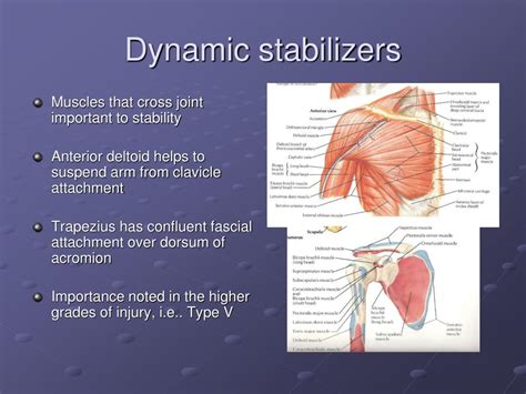 Image result for Dynamic Shoulder Stabilization Exercises