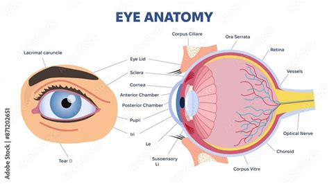 Image result for Eye Anatomy Function