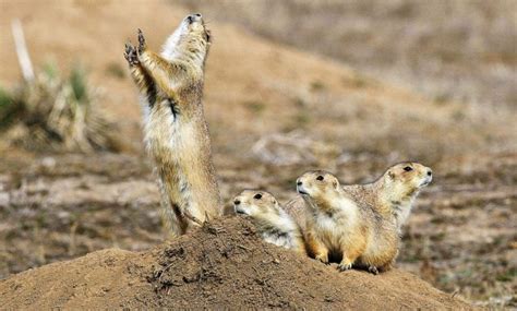 Image result for Prairie Dog Hunting Tips
