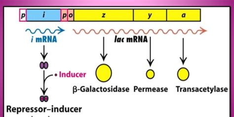 Operon model | Ask Microbiology