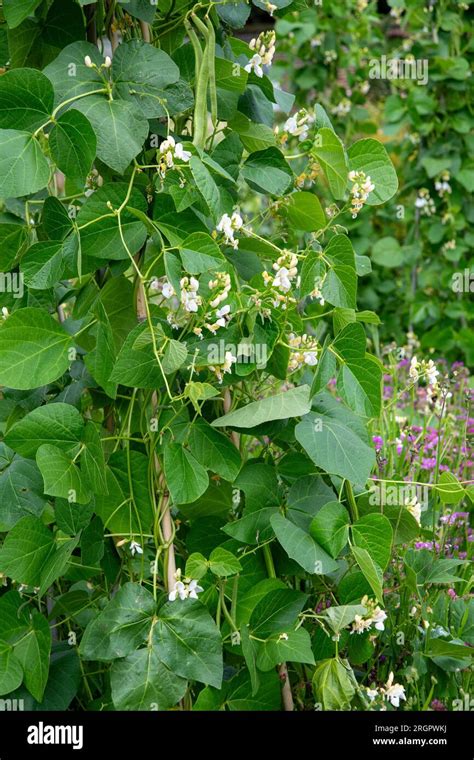 Image result for Pollinating Beans