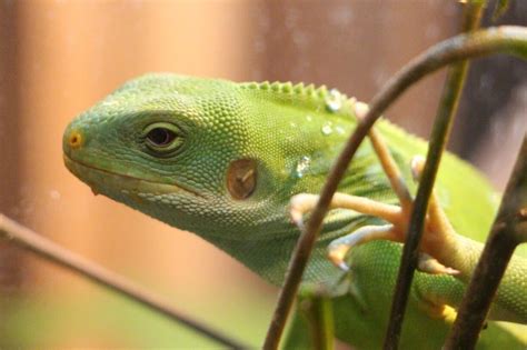 Image result for Lizard In-House