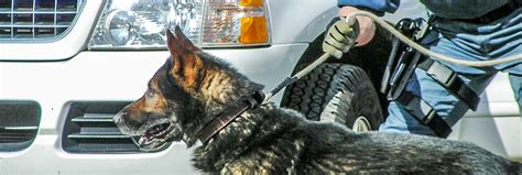 Image result for K9 Call Out Script