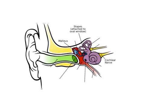 Image result for Incus On-Ear Model