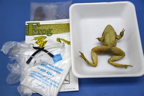 Image result for Dead Frog Dissection