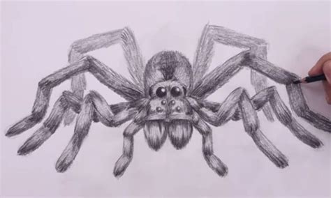 Image result for Basic Spider Drawing