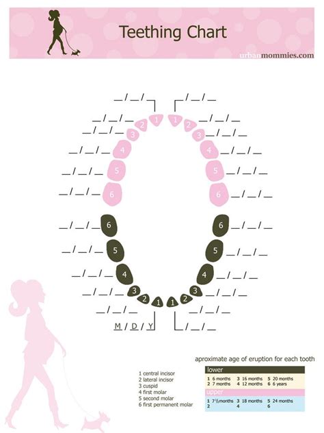 Printable Teething Chart - Google Calendar Alternatives