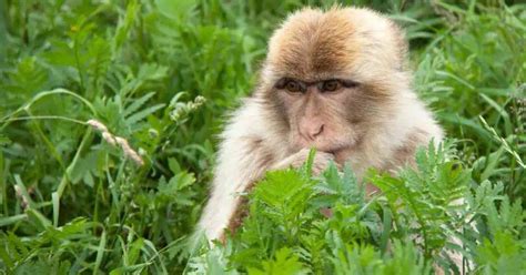 Image result for Macaque Behavior