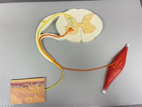 Image result for Components of Reflex Arc