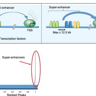 Image result for Super Repressor Enhancer