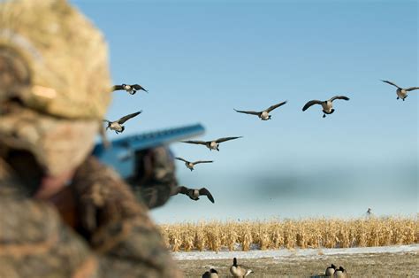 Image result for Goose Hunting Setups
