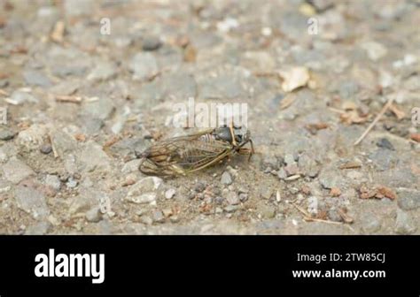 Image result for Cricket Insect Life Cycle