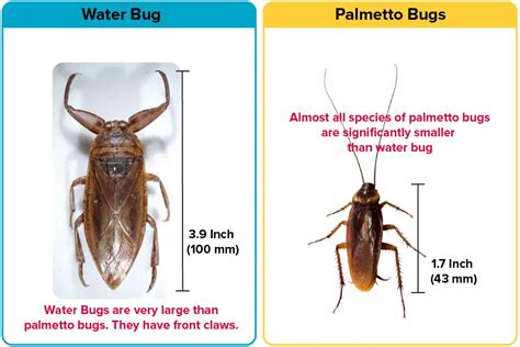 Palmetto Bug Vs. Water Bug [15 Differences] | APB
