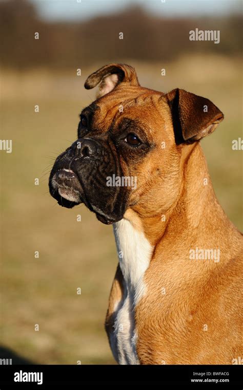 Image result for German Boxer