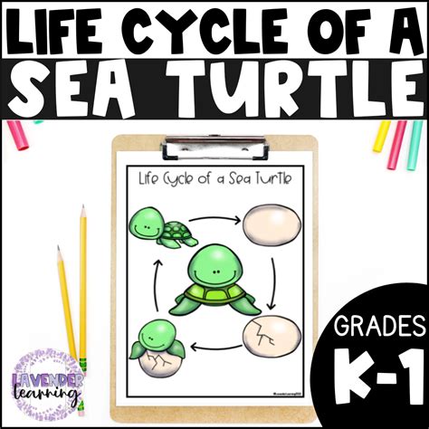 Image result for Turtle Life Cycle Videos