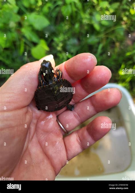 Image result for Paint Turtle