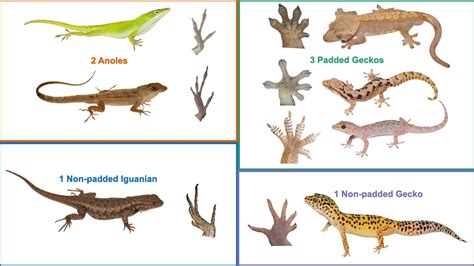 Image result for Small Lizards Types
