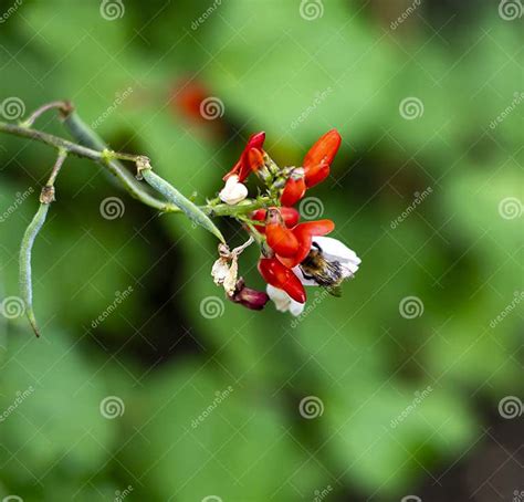 Image result for Pollinating Beans