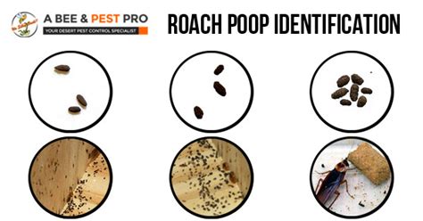 Cockroach Droppings Identification Discount | cityofclovis.org