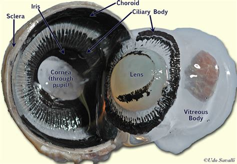 Image result for Cow Eye Dissection