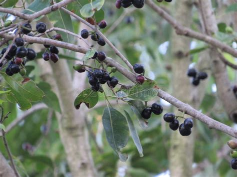 Image result for Java Pulm Wine