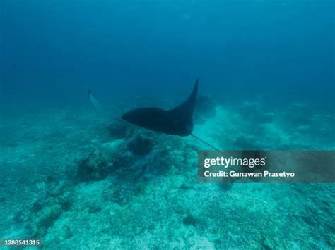 Image result for Manta Ray Jumping Over Bridge